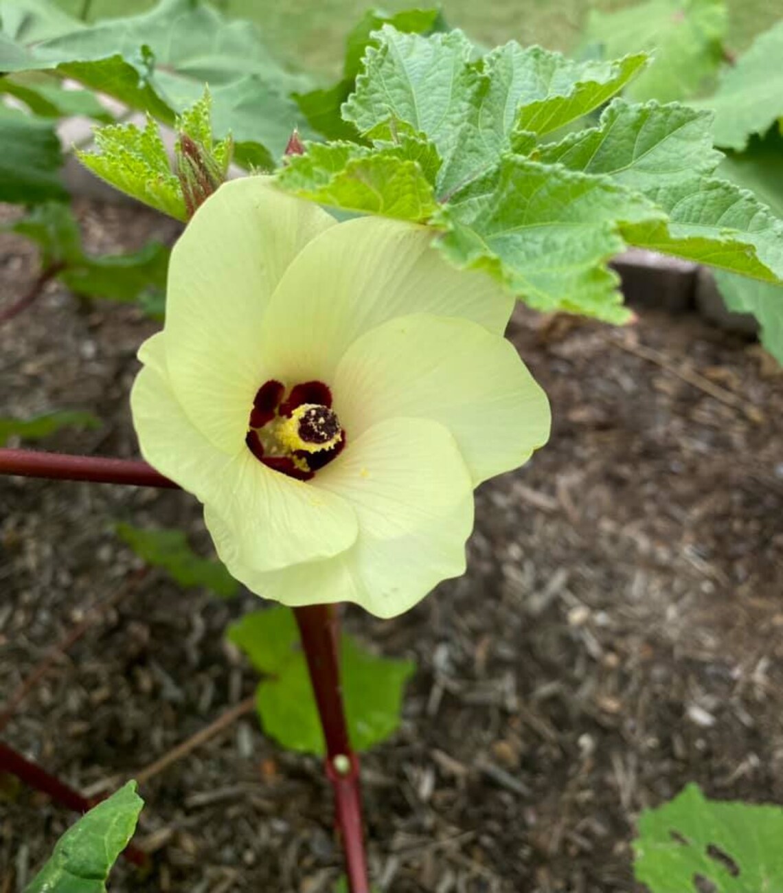 Hill Country Red Okra Seeds | Etsy