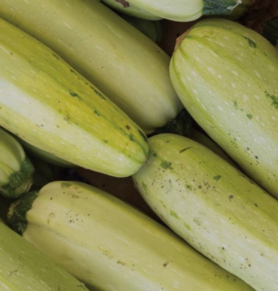 Trieste White Summer Squash Seeds - Etsy