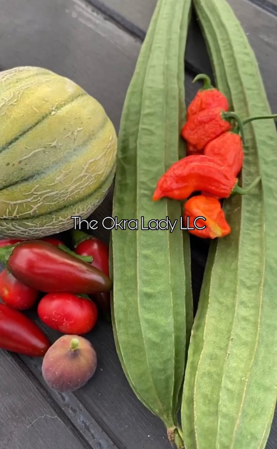 Chinese Okra Seeds/luffa Gourd/loofah - Etsy