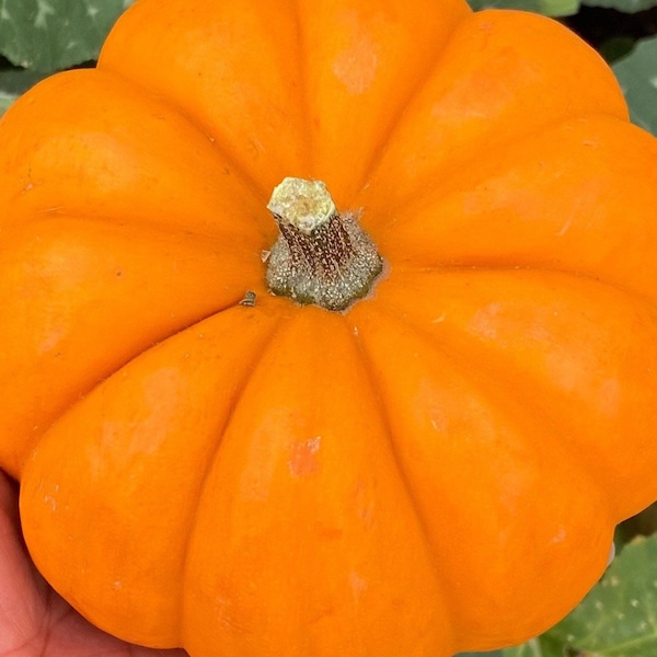 Jack Be Little Pumpkin Seeds - Etsy