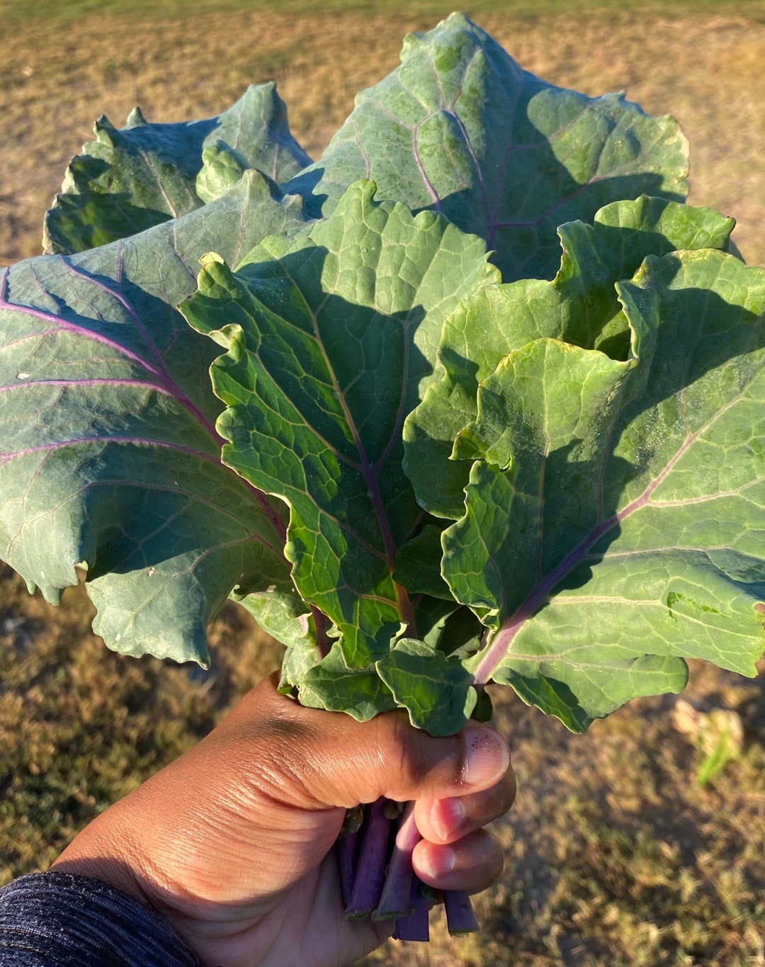 Blue Collard Seeds - Etsy