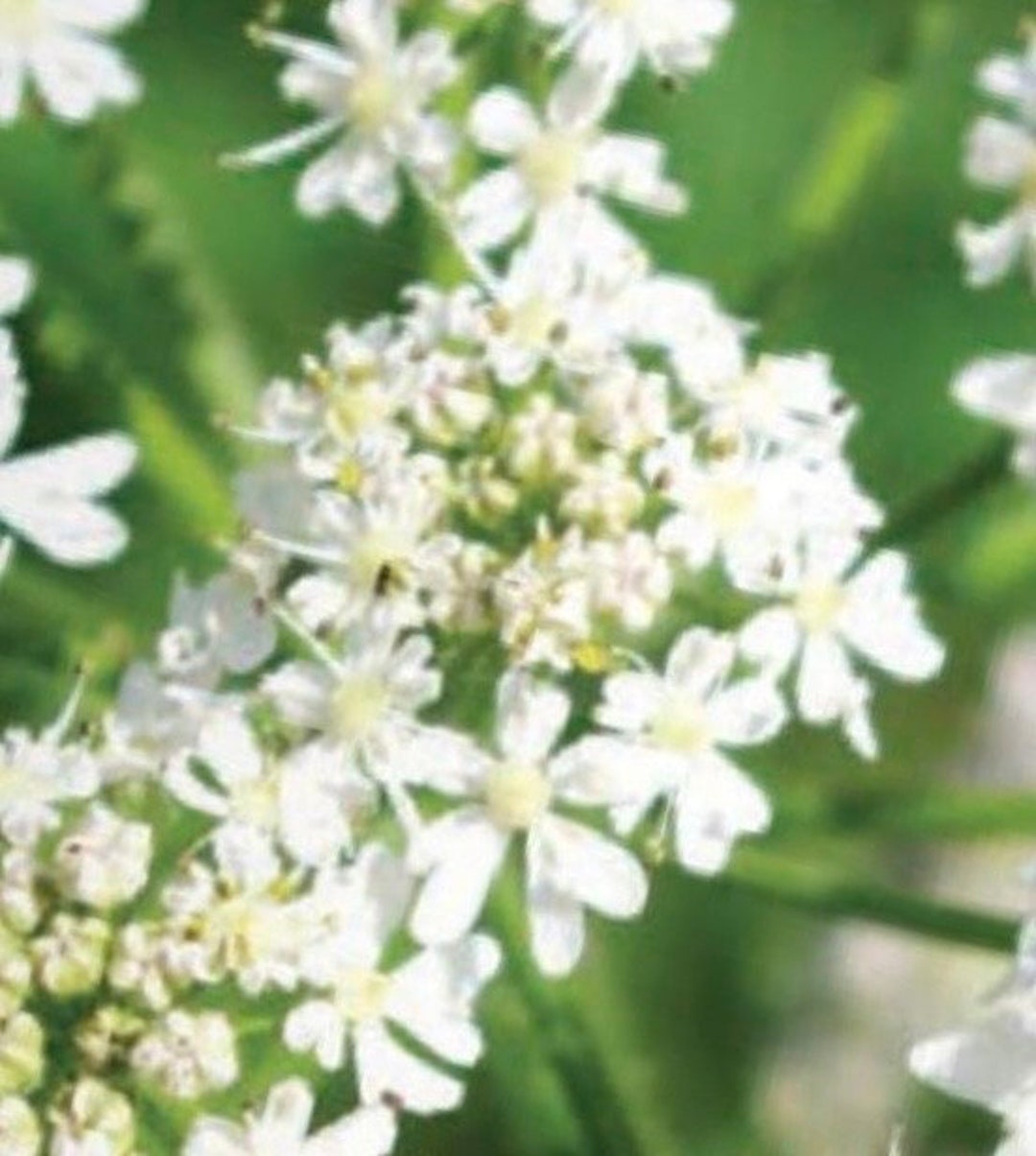 Anise Herb Seeds - Etsy