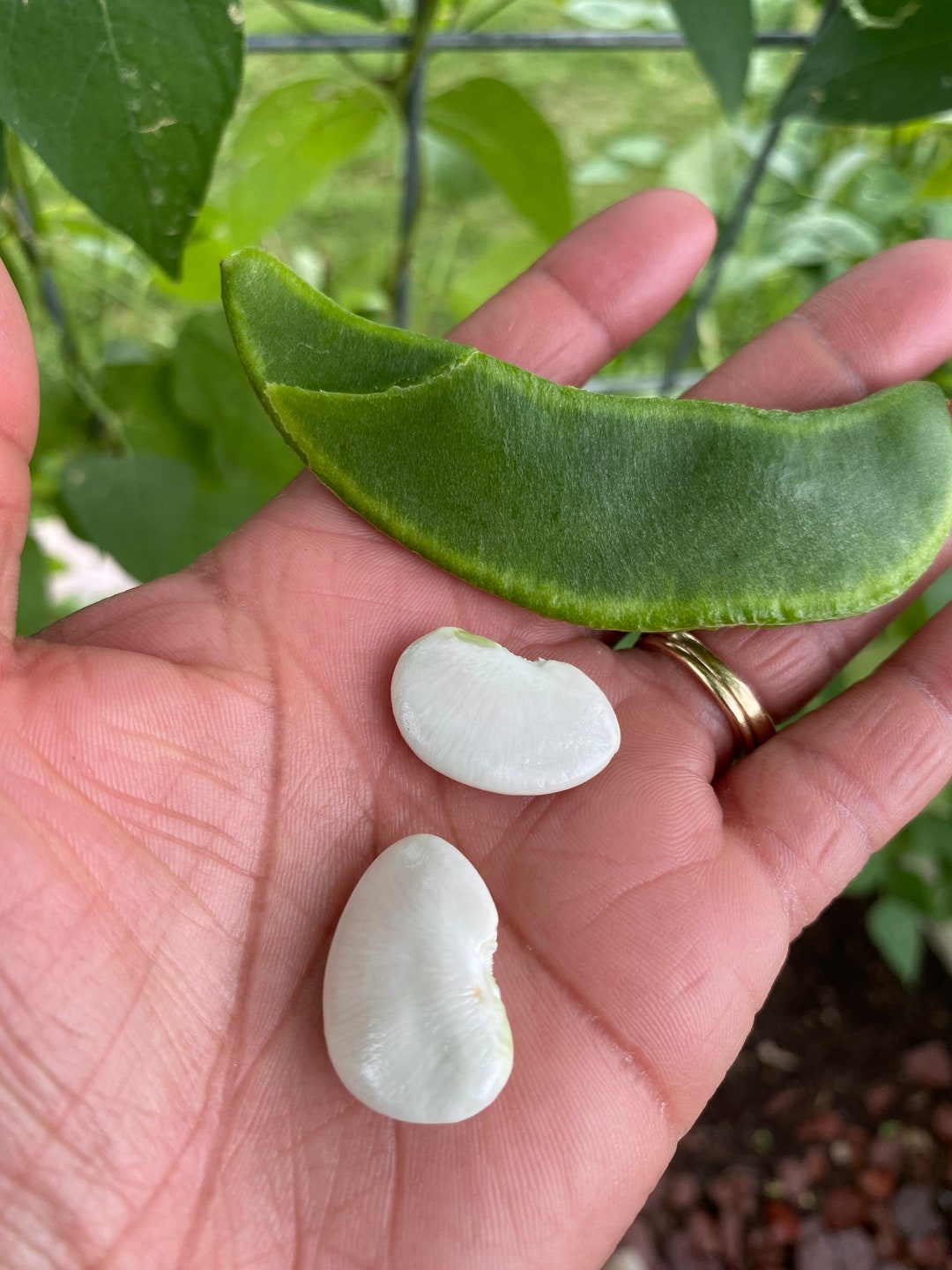 King of the Garden Lima Bean Seeds (pole) - Etsy
