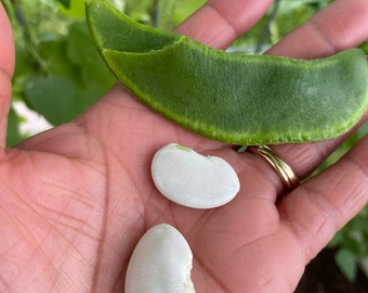 King of the Garden Lima Pole Bean Seeds - Etsy