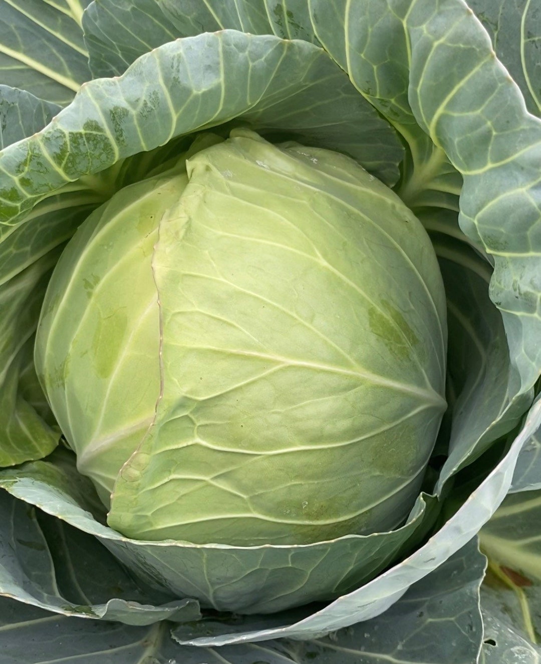 Green Express Cabbage Seeds - Etsy