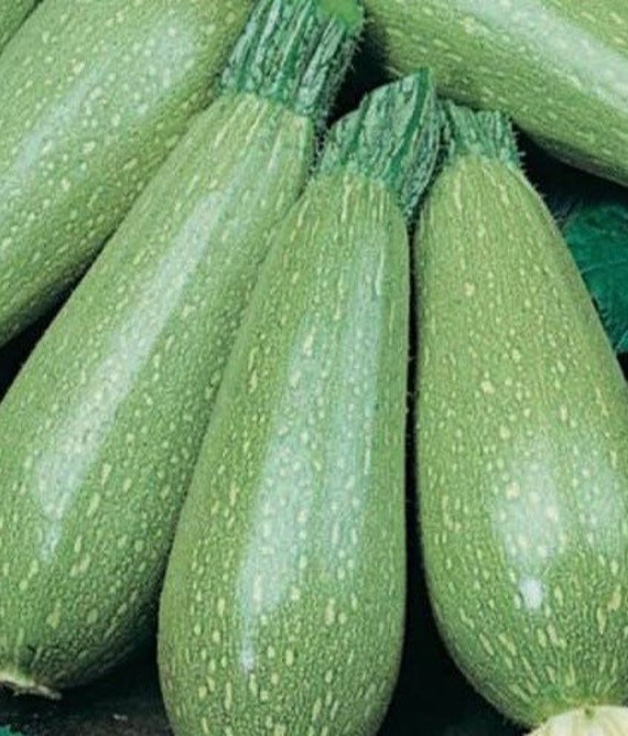 Grey Zucchini Squash Seeds - Etsy