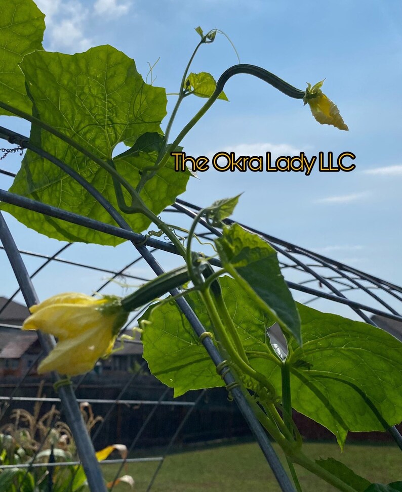 Chinese Okra Seeds/luffa Gourd/loofah - Etsy