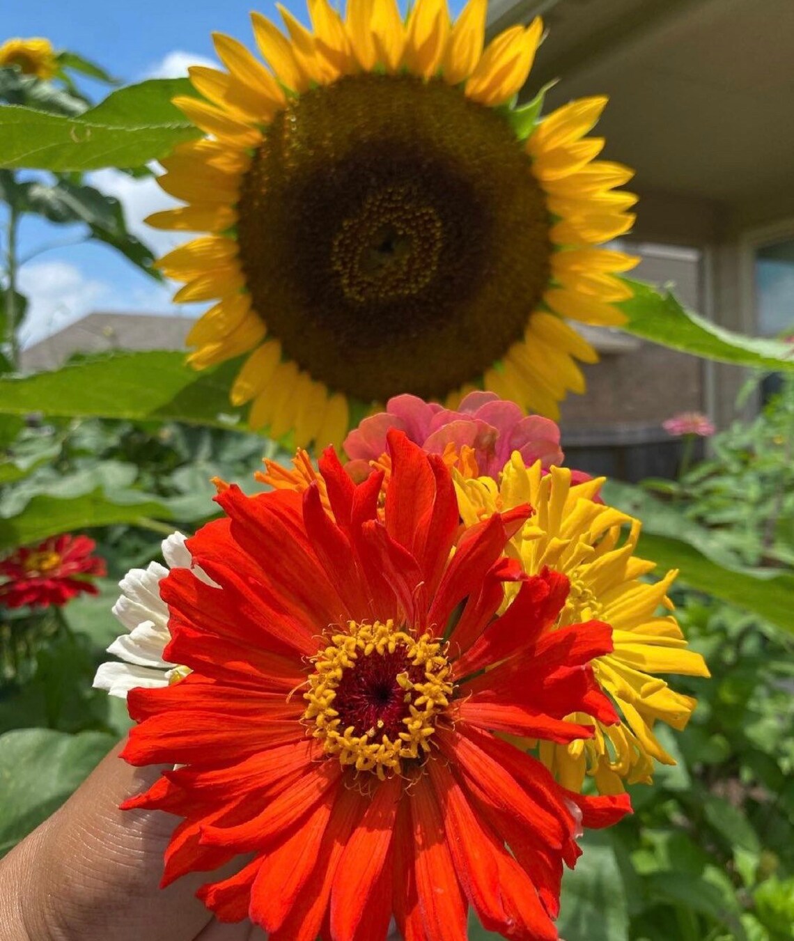 Skyscraper Sunflower Seeds | Etsy