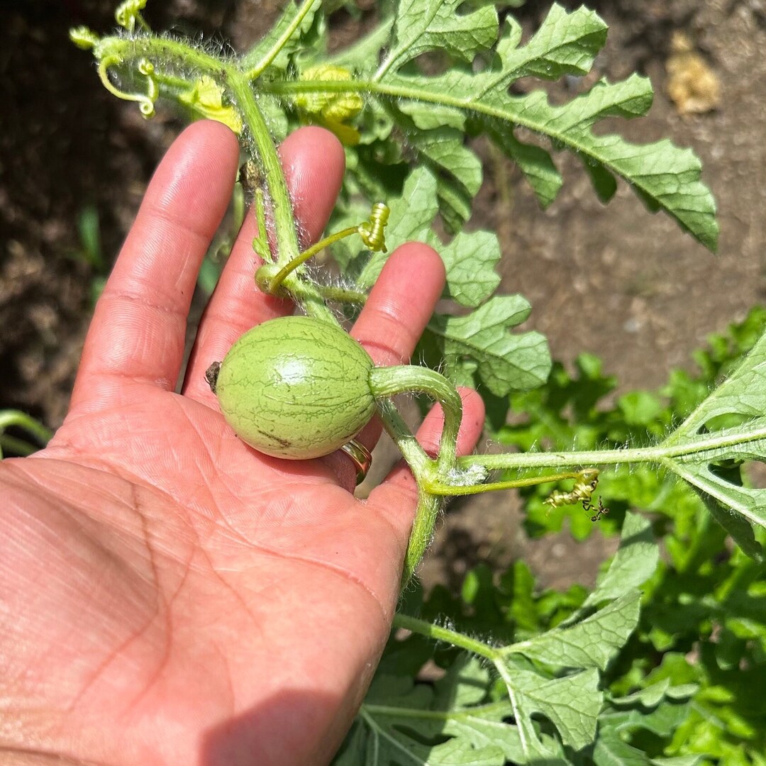 Bush Sugar Baby Watermelon Seeds - Etsy