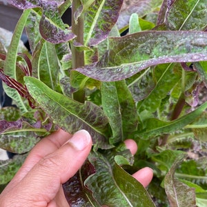 Purple Sword Celtuce Lettuce Seeds - Etsy