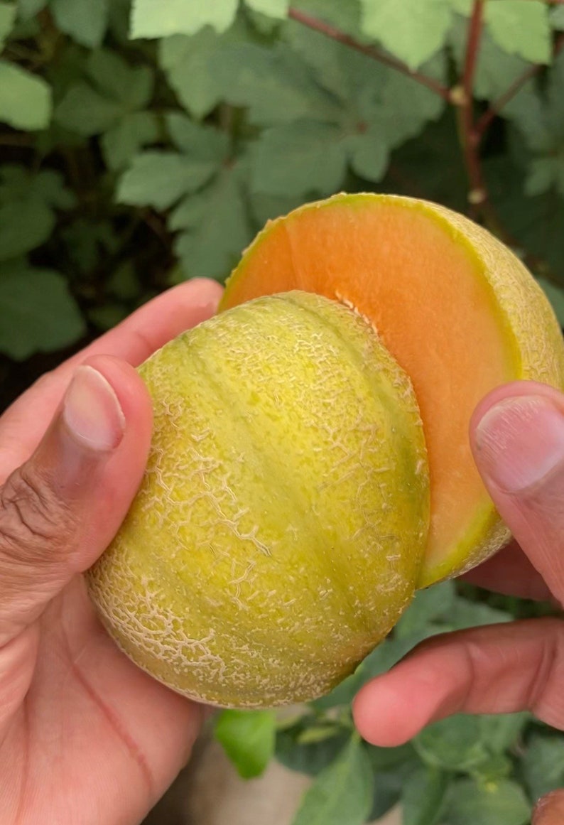 Minnesota Midget Micro Melon Seeds - Etsy