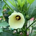 Alabama Red Okra Seeds - Etsy