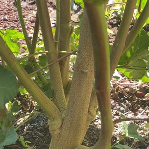 Alabama Red Okra Seeds - Etsy