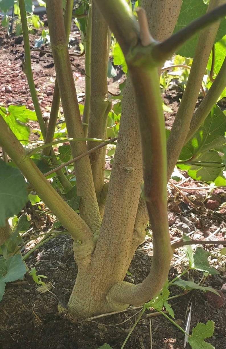 Alabama Red Okra Seeds - Etsy