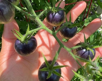 Midnight Snack Cherry Tomato Seeds, AAS Winner, Black and Red Cherry ...