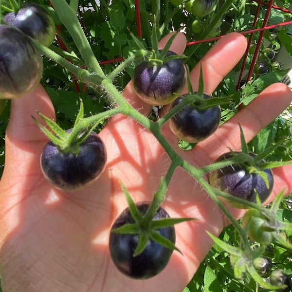 Midnight Snack Tomato Plant - Etsy