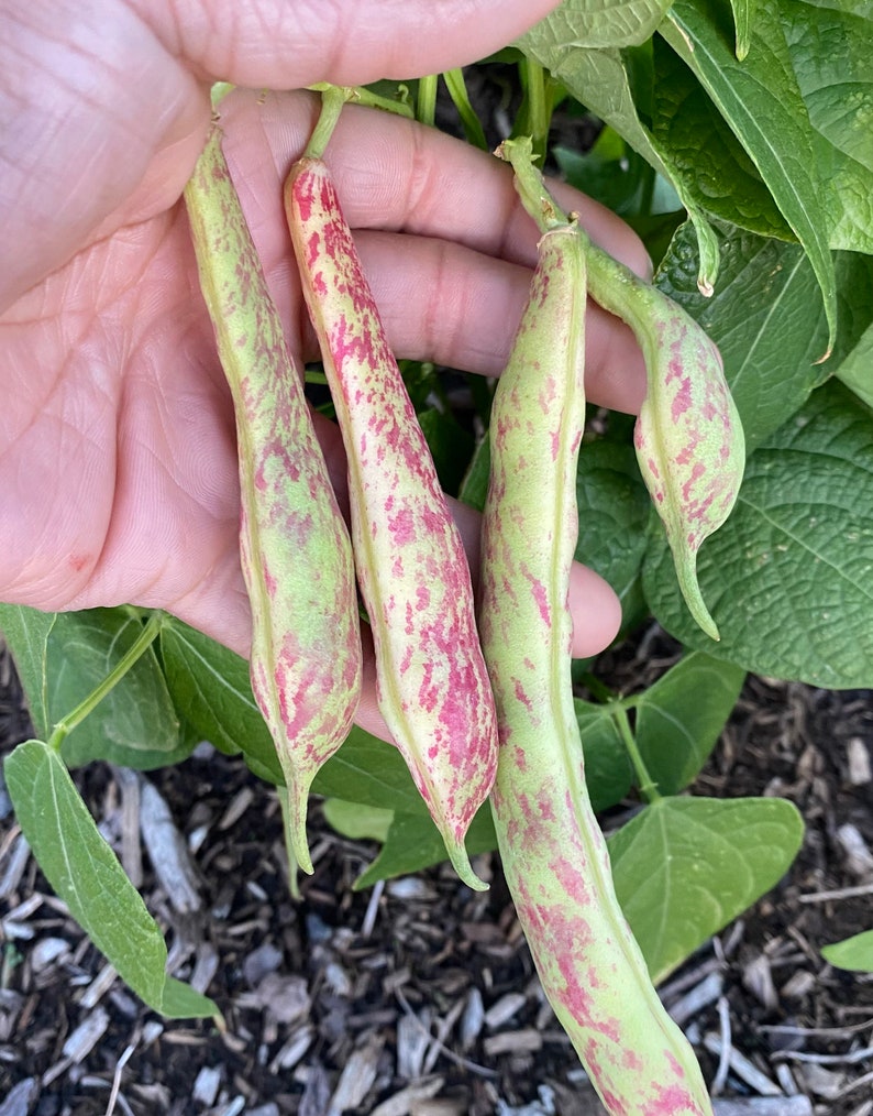 Cranberry Bush Bean Seeds - Etsy