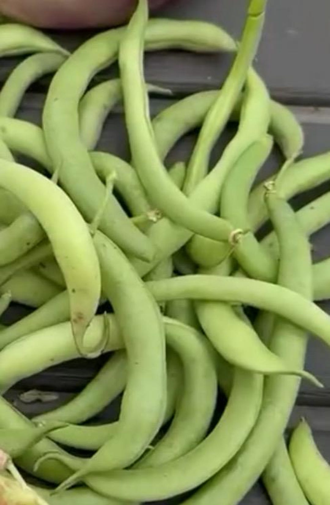 Tenderette Green Bean Seeds (bush) - Etsy