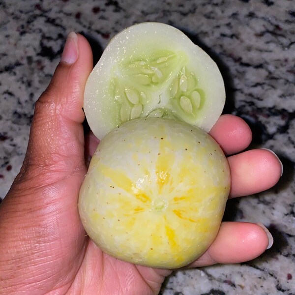 Lemon Cucumber - Etsy