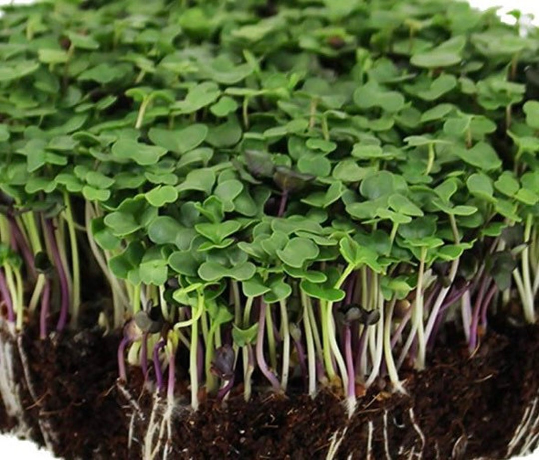 Basic Salad Mix Micro Greens Seeds - Etsy