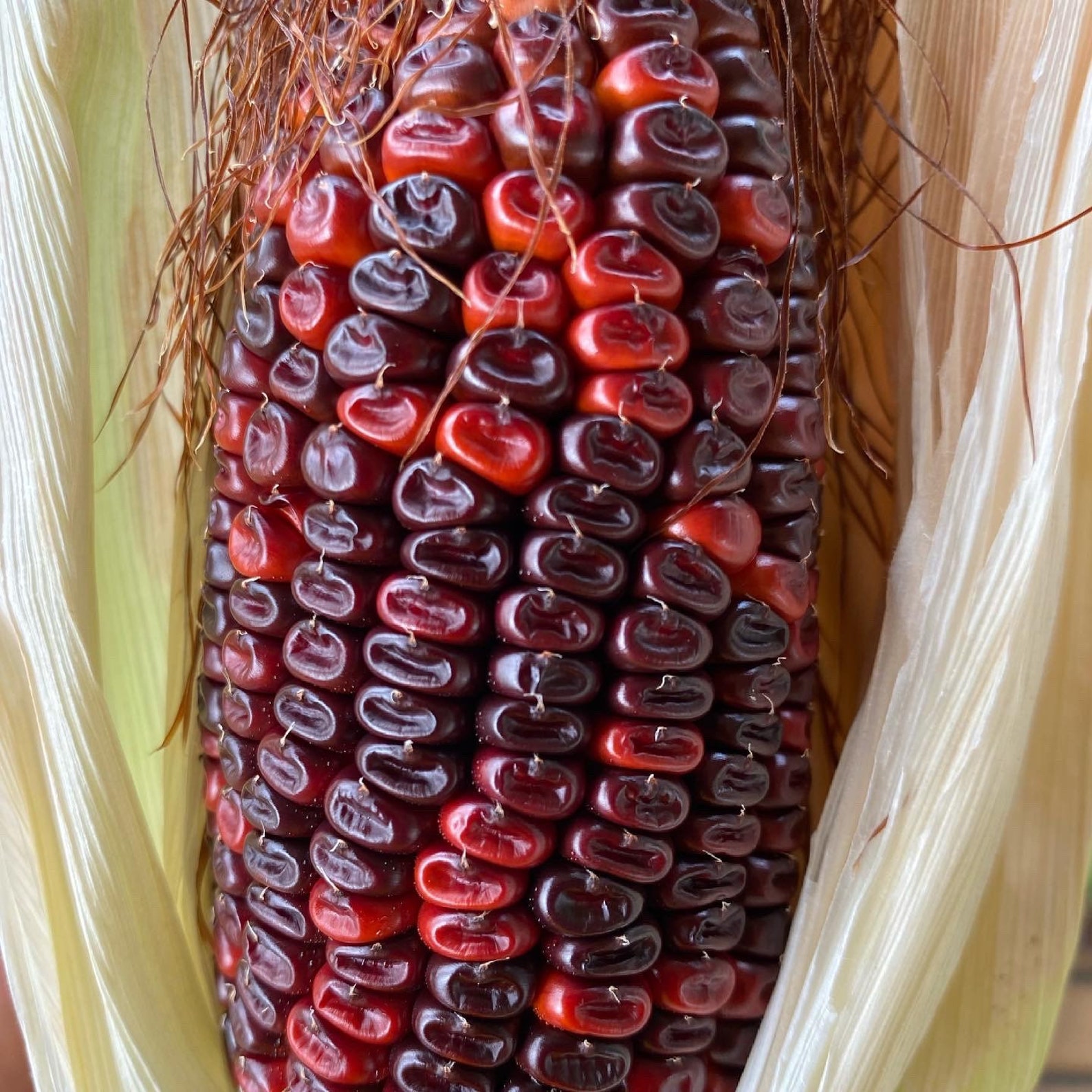 Jimmy Red Corn Seeds - Etsy