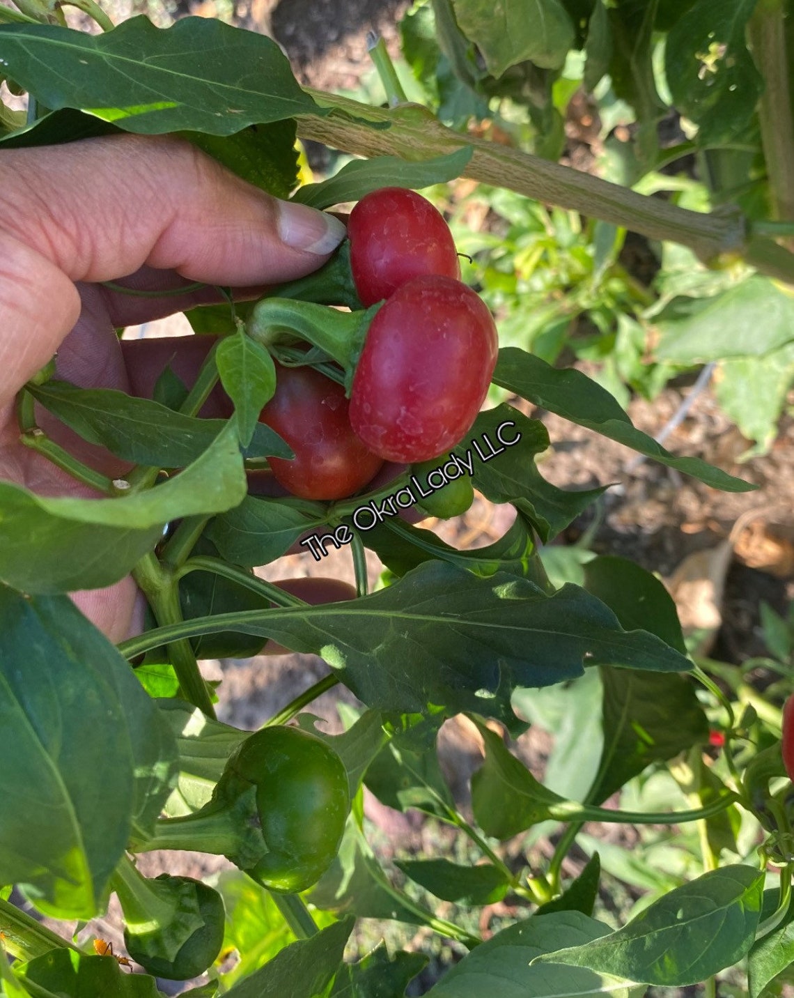 Hot Cherry Pepper Heirloom Seeds - Etsy