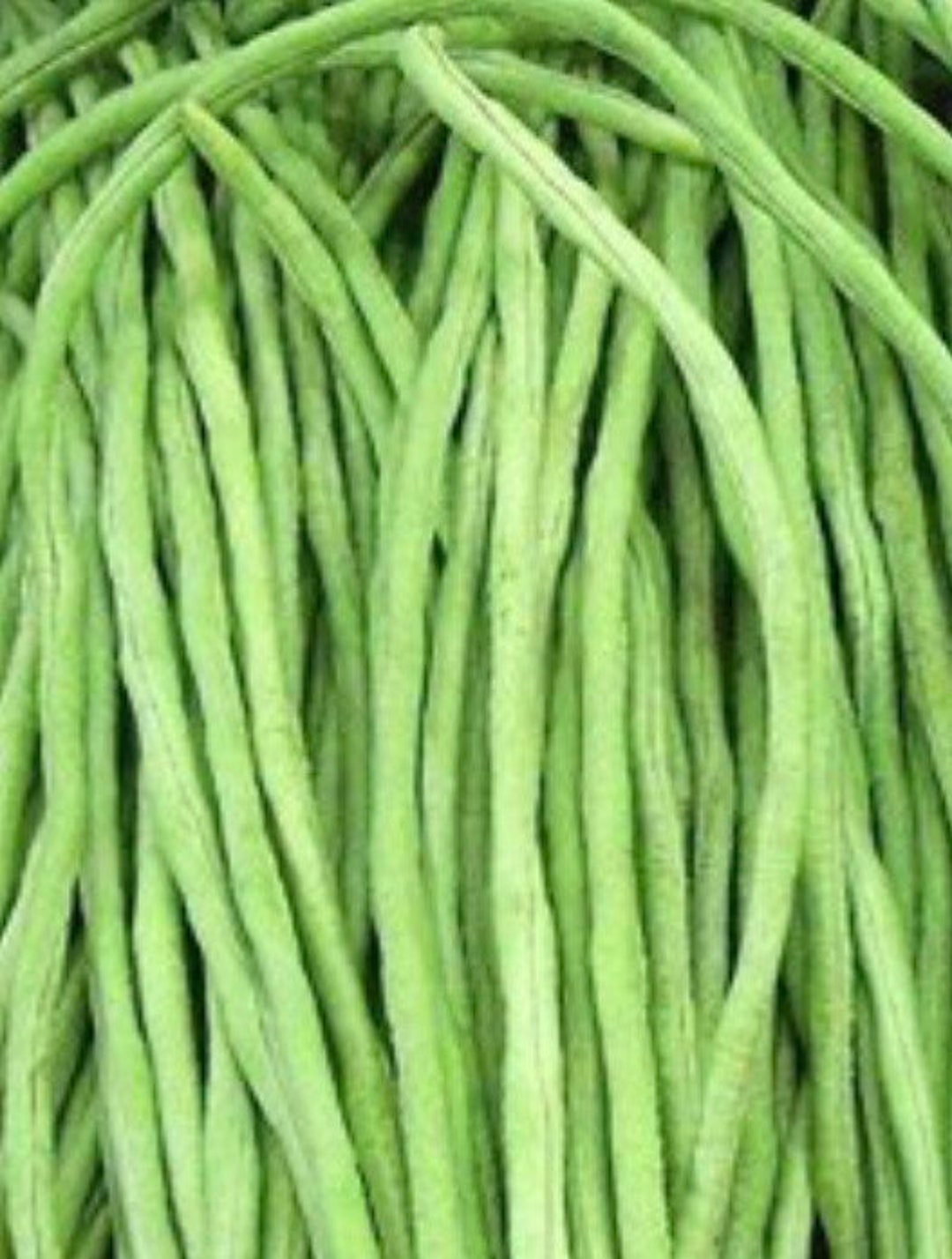 Oriental Yard Long Pole Bean Seeds - Etsy