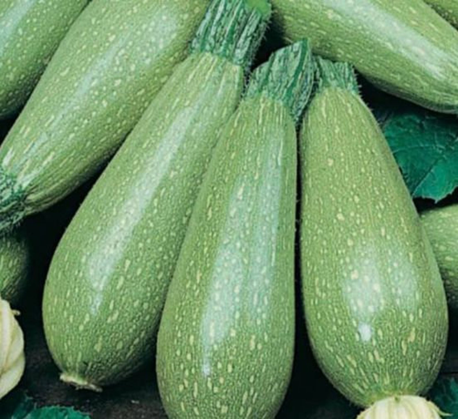 Grey Zucchini Squash Seeds | Etsy