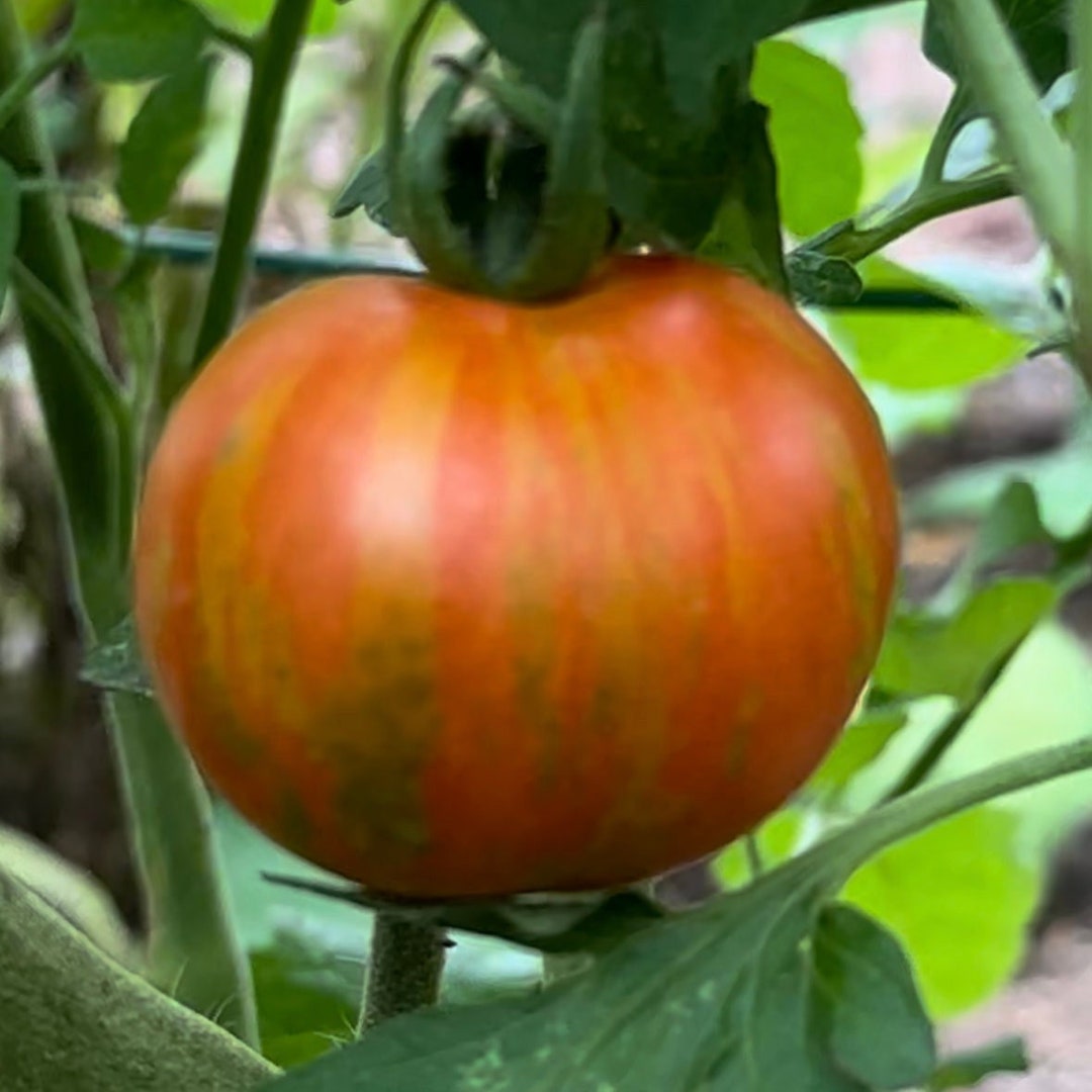 Tigerella Tomato Seeds - Etsy