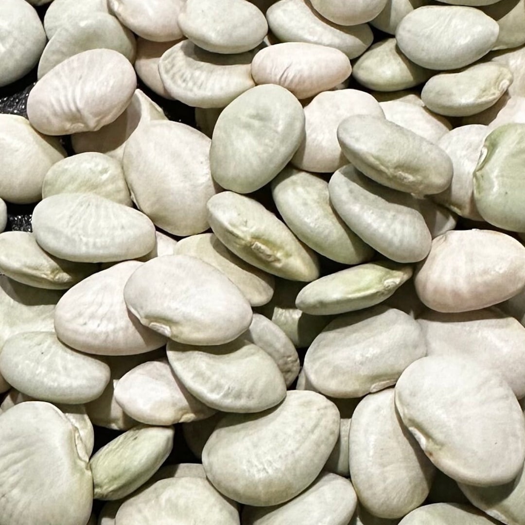 Early Thorogreen Lima Bush Bean Seeds - Etsy
