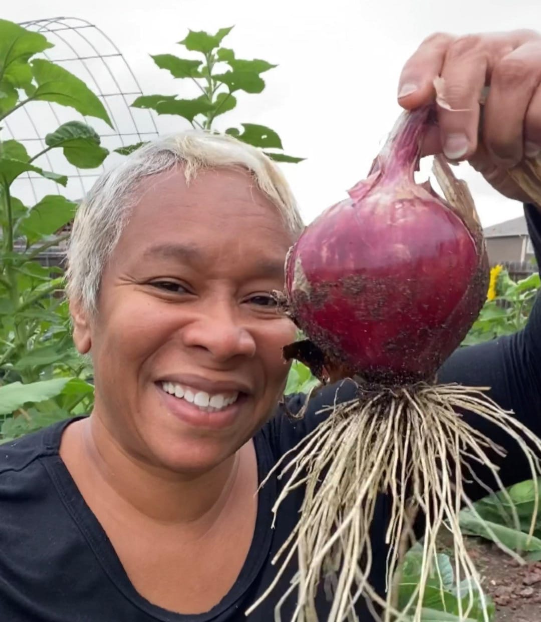 Red Grano Short Day Onion Seeds - Heirloom - Etsy