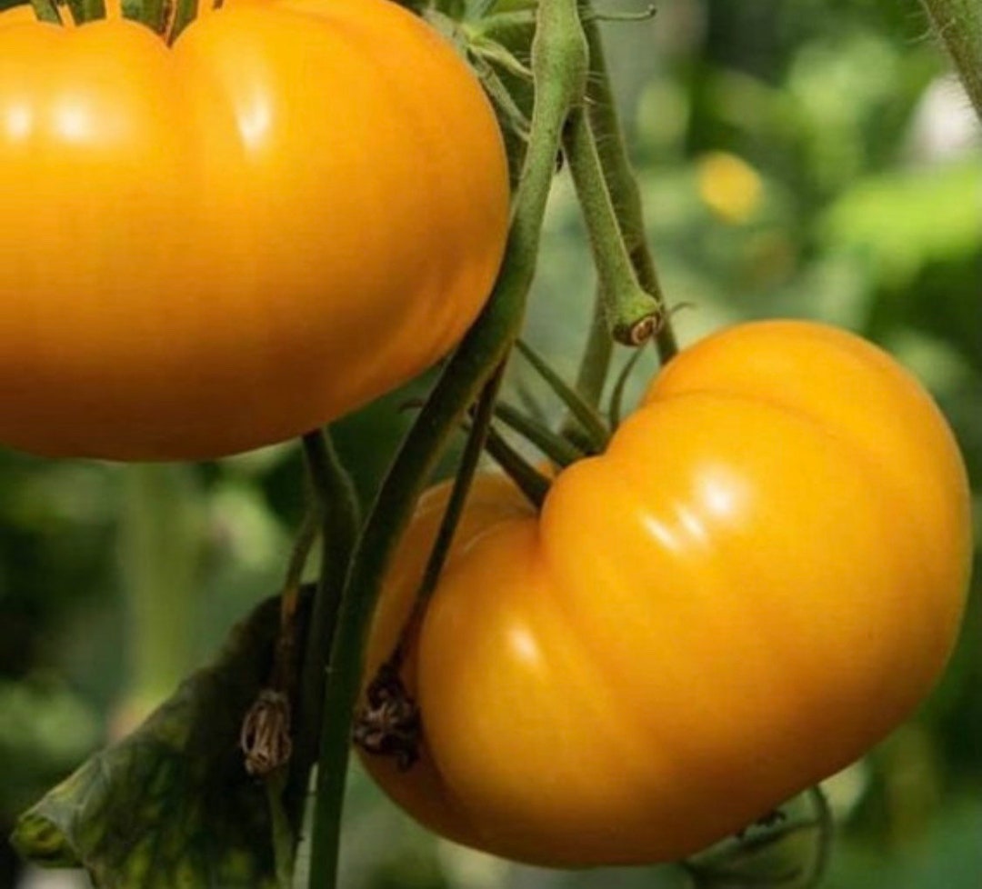 Jubilee Tomato Seeds - Etsy