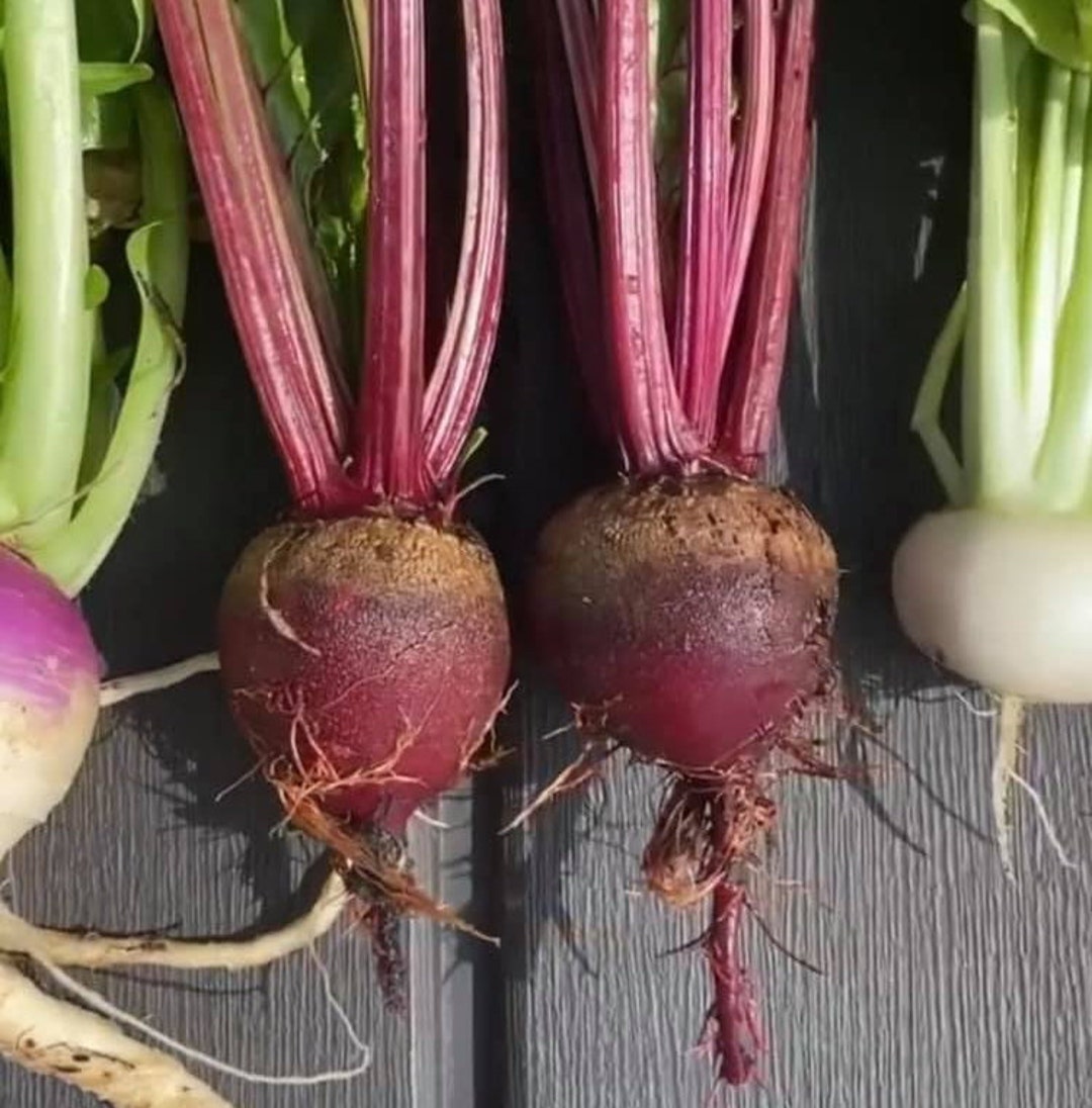 Detroit Dark Red Beet Heirloom Seeds - Etsy
