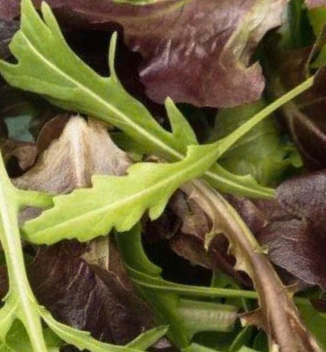 Spring Mix Lettuce Seeds - Organic - Etsy