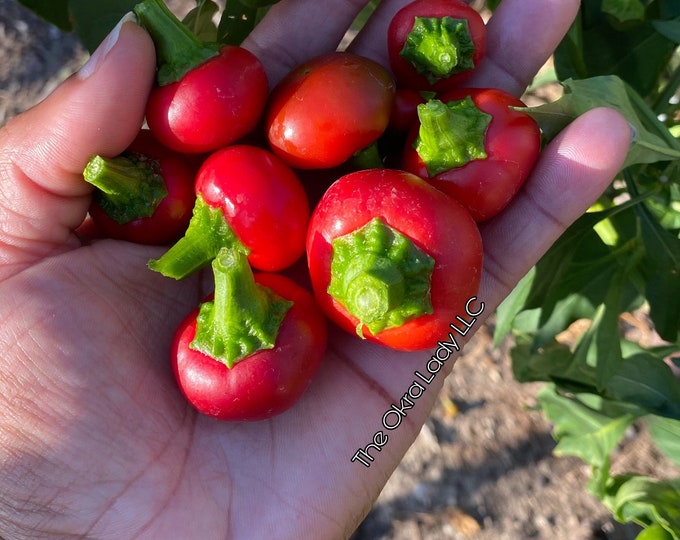 Hot Cherry Pepper Heirloom Seeds - Etsy