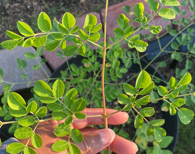 5 Moringa Drouhardii Seeds . Bottle Tree Seeds , Stone Size Seeds - Etsy