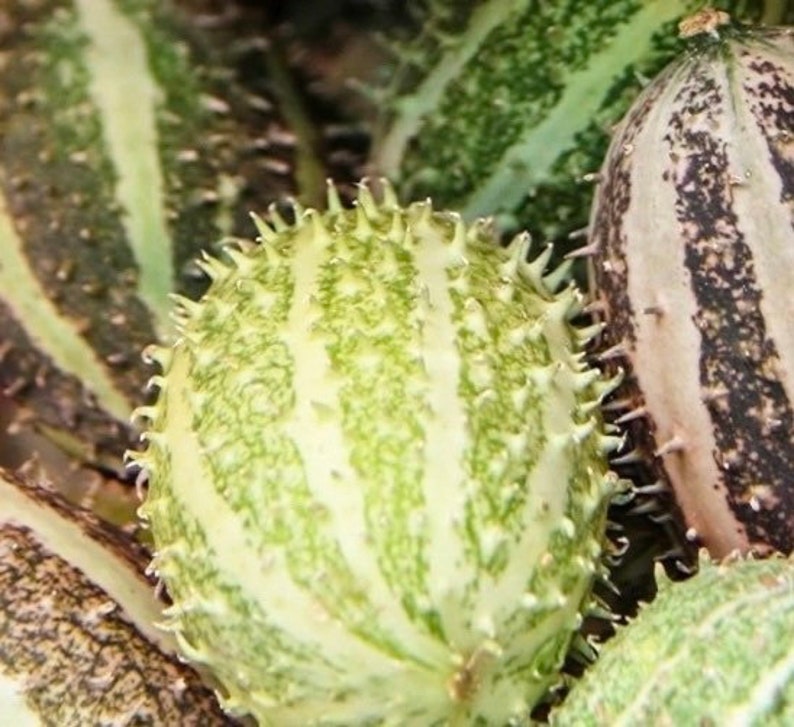 West Indian Gherkin Cucumber Seeds - Etsy