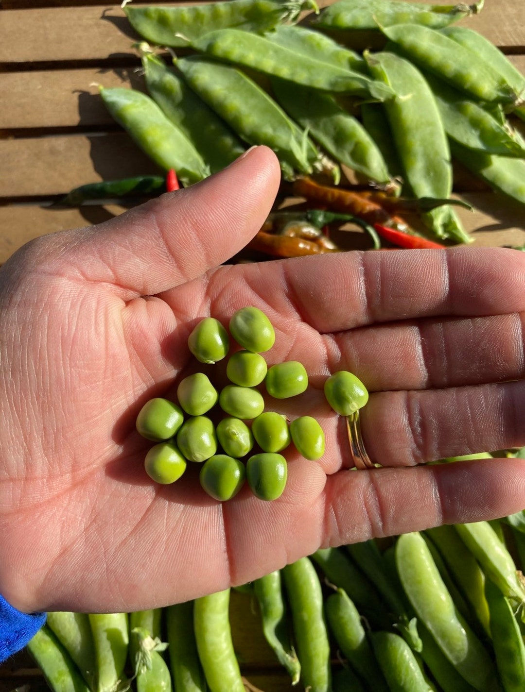Early Pea Seeds - Etsy