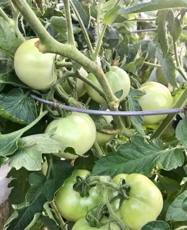 Bodacious Hybrid Tomato Seeds - Etsy