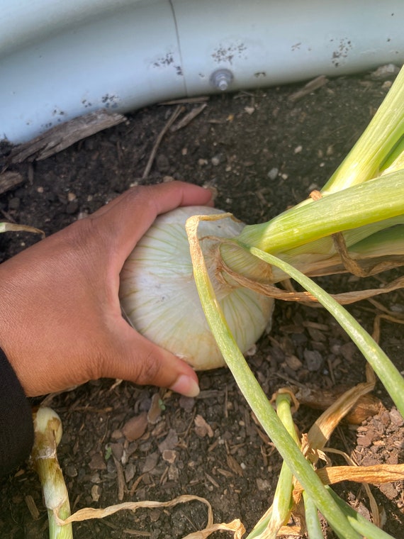 Onion Texas Early Grano Seeds White | Etsy