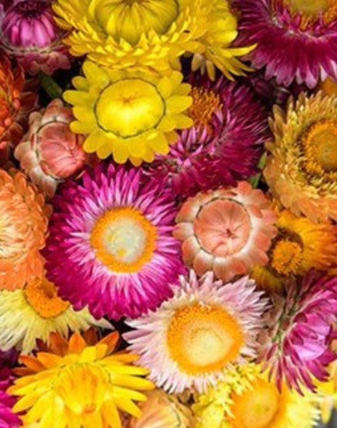 Helichrysum strawflower Mixed Colors Seeds - Etsy