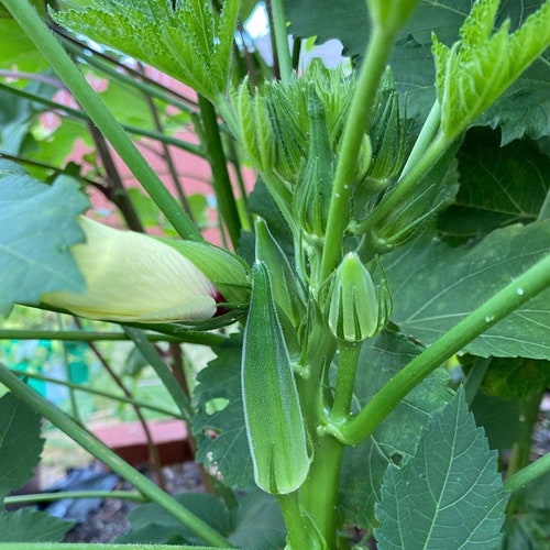 Heirloom Jing Orange Okra Seeds - Etsy