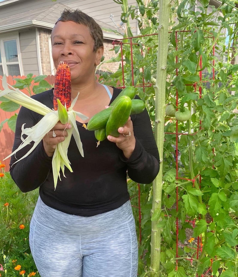 Jimmy Red Corn Seeds - Etsy