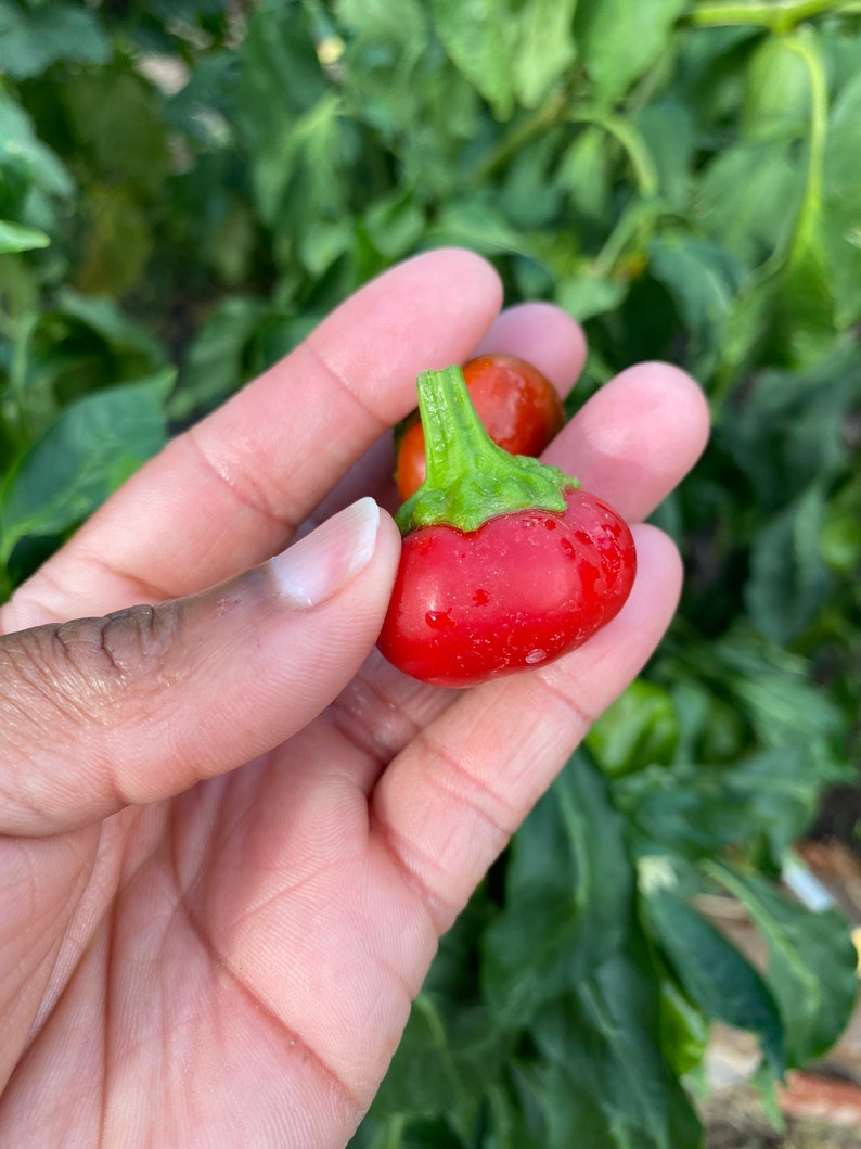 Hot Cherry Pepper Heirloom Seeds - Etsy