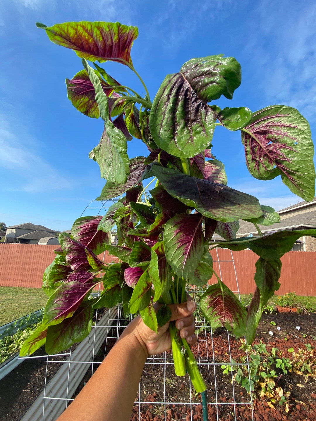 Red Stripe Leaf Amaranth Seeds - Etsy