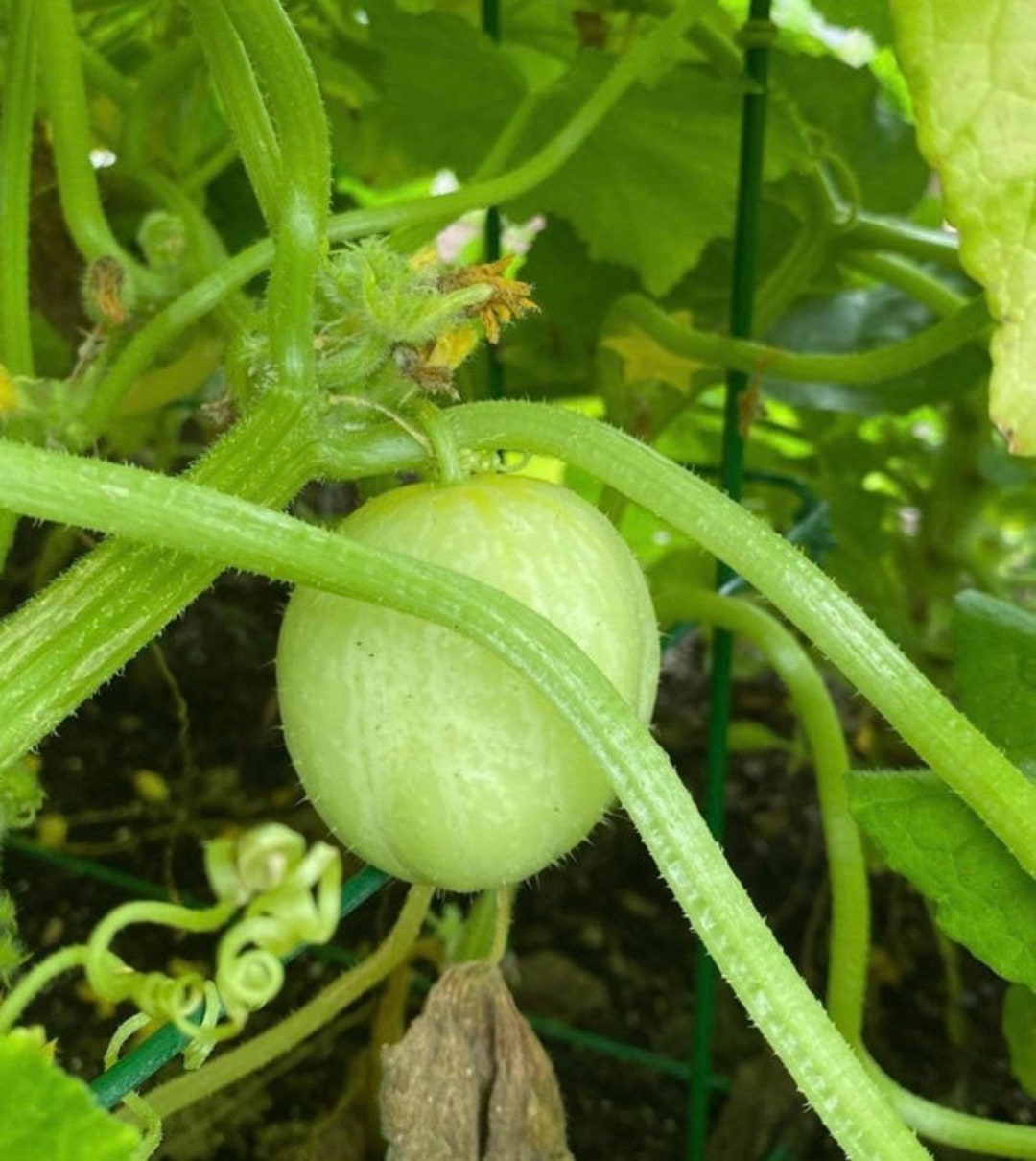 Crystal Apple Cucumber Seeds - Etsy