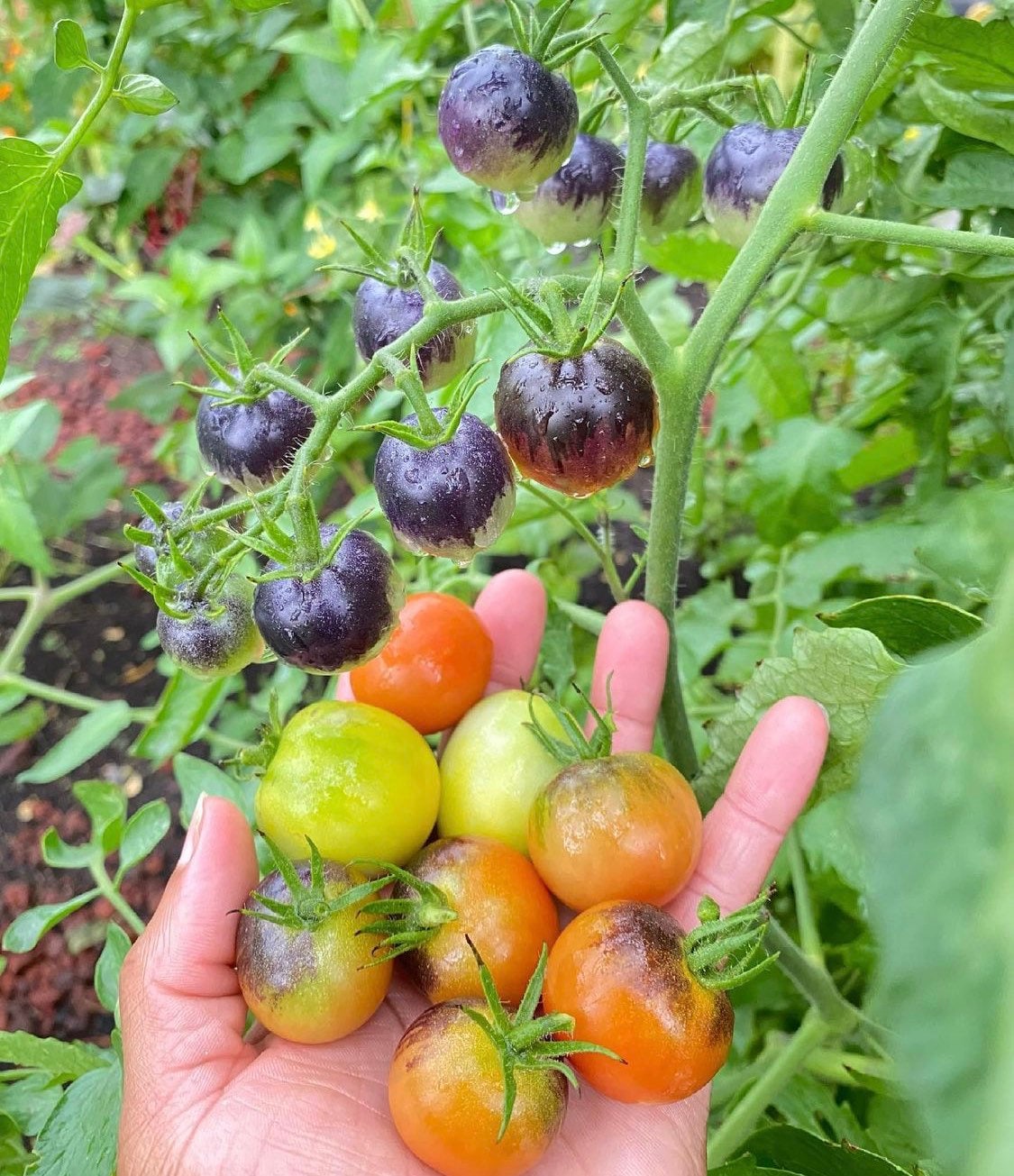 Midnight Snack Cherry Tomato Seeds - Hybrid - Etsy