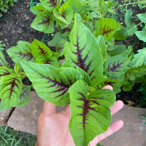 Red Stripe Leaf Amaranth Seeds 紅莧菜 Rau Den Red Callaloo / - Etsy