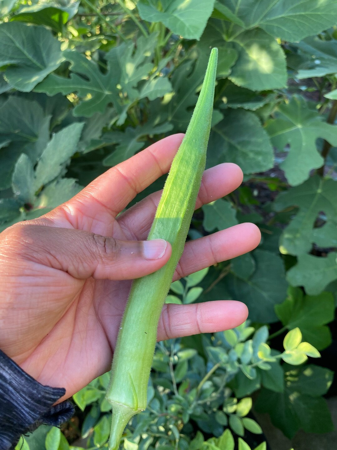 Perkins Long Pod Okra Seeds (heirloom) - Etsy
