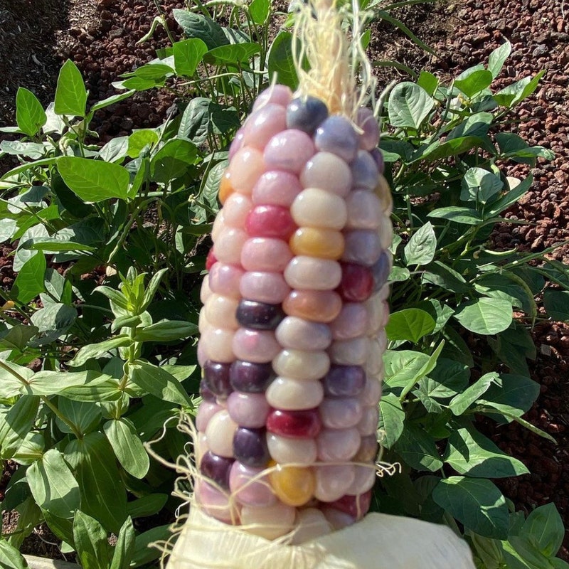 Glass Corn - Etsy